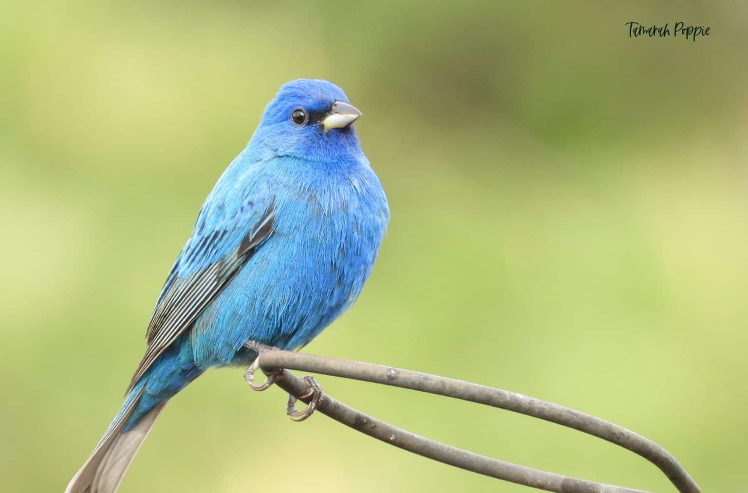 Blue Colored Birds in Florida: The Complete Guide + Photos For Fast ...
